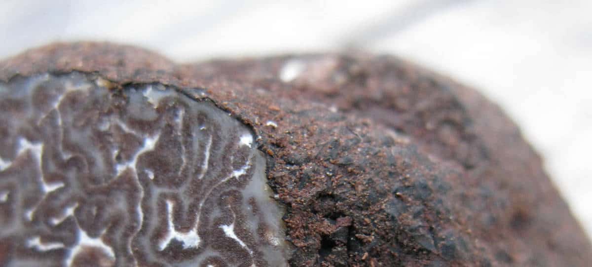 Home - Wild Mushroom Products and more from Grevena, Greece